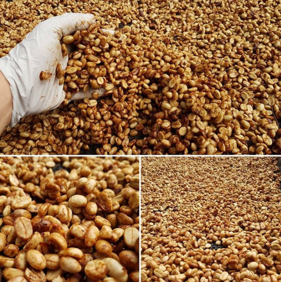 What is Honey Processing for Coffee Beans? | Cowpresso Coffee Roasters Singapore