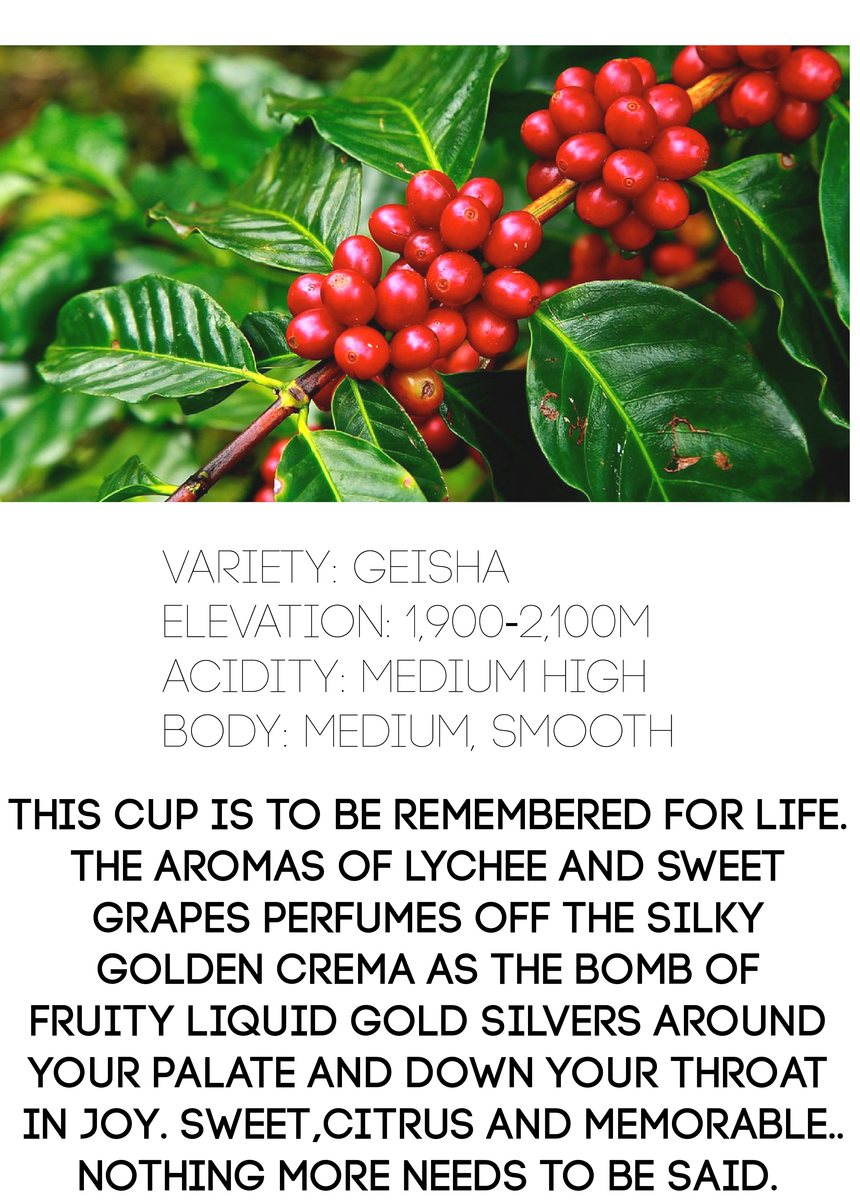 Geisha Colombia Las Nubes (250Grams) | Cowpresso Coffee Roasters Singapore